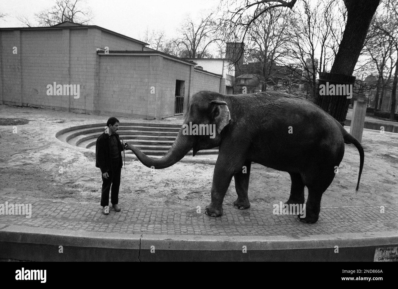 Keeper Carsten Schmidt holds he trunk of cow elephant Baroda on March 7 ...