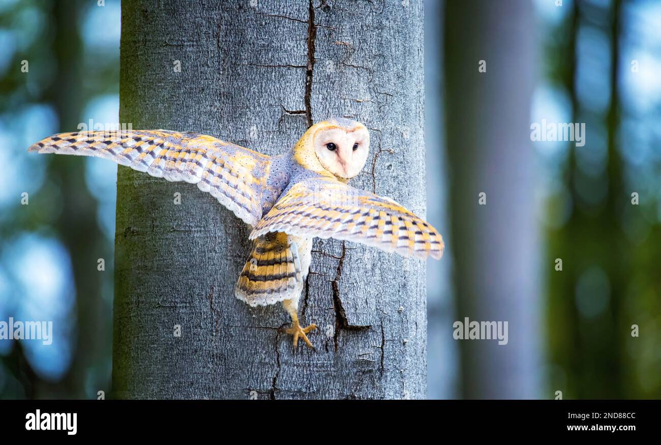 Owl in the dark forest. Barn owl, Tyto alba, nice bird sitting on the ...