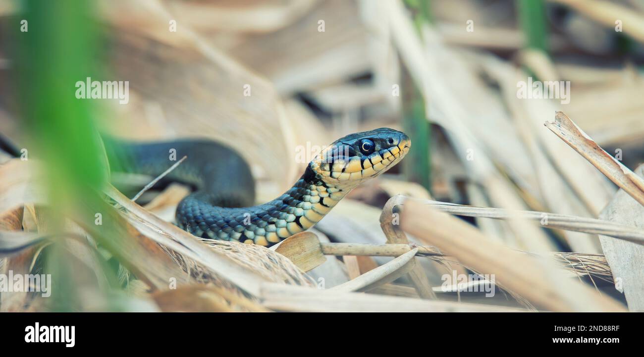 The grass snake Natrix natrix crawls in the reeds and looks for food ...