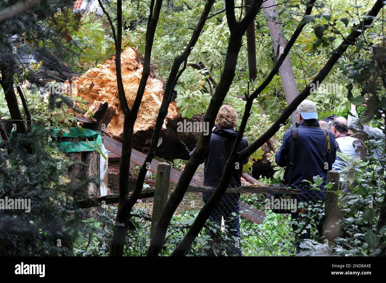 Photographers take photos of the splintered trunk of the monumental ...