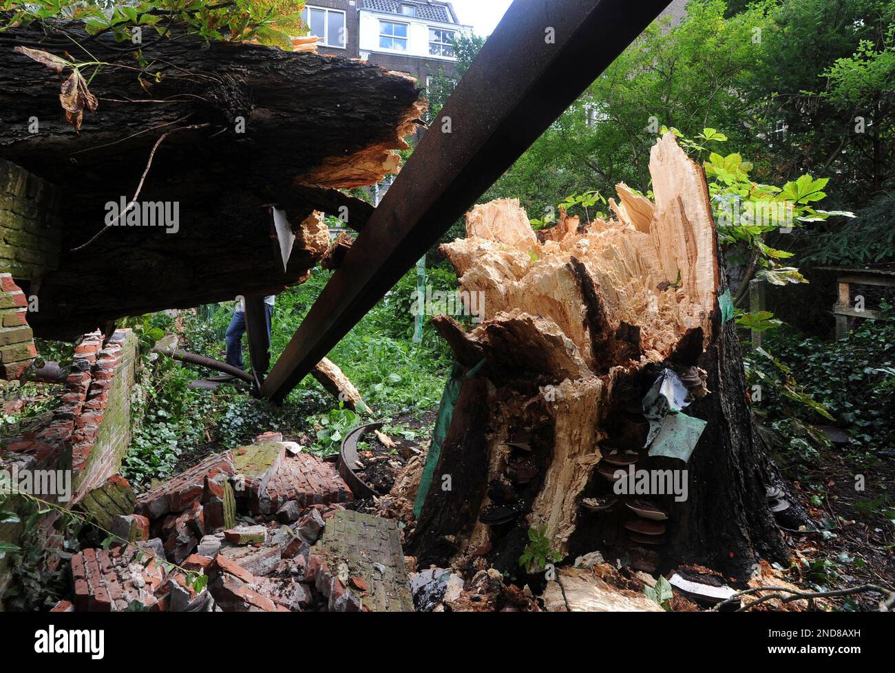 The monumental chestnut tree, which comforted Anne Frank while she hid ...