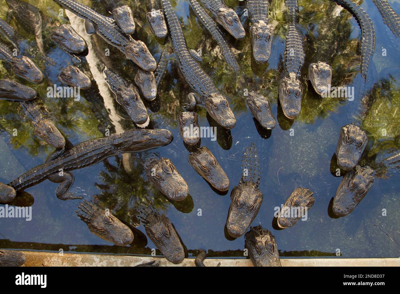 In this Saturday, Aug. 21, 2010 photo, young alligators gather in a ...