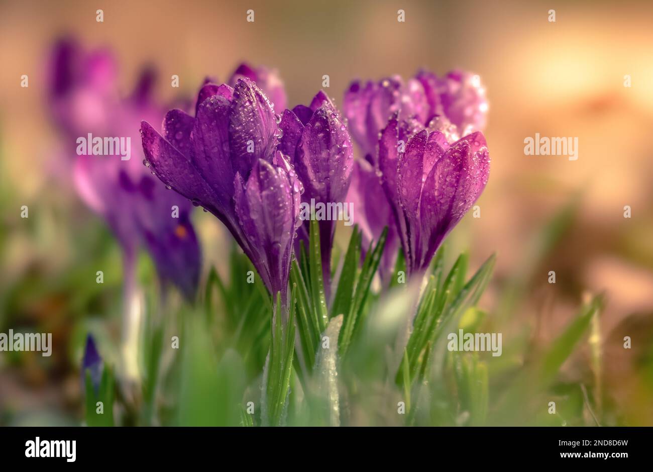 Beautiful purple crocuses close hi-res stock photography and images - Alamy