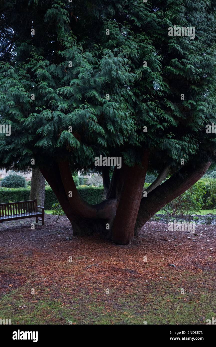 A weird tree with multiple trunks Stock Photo - Alamy