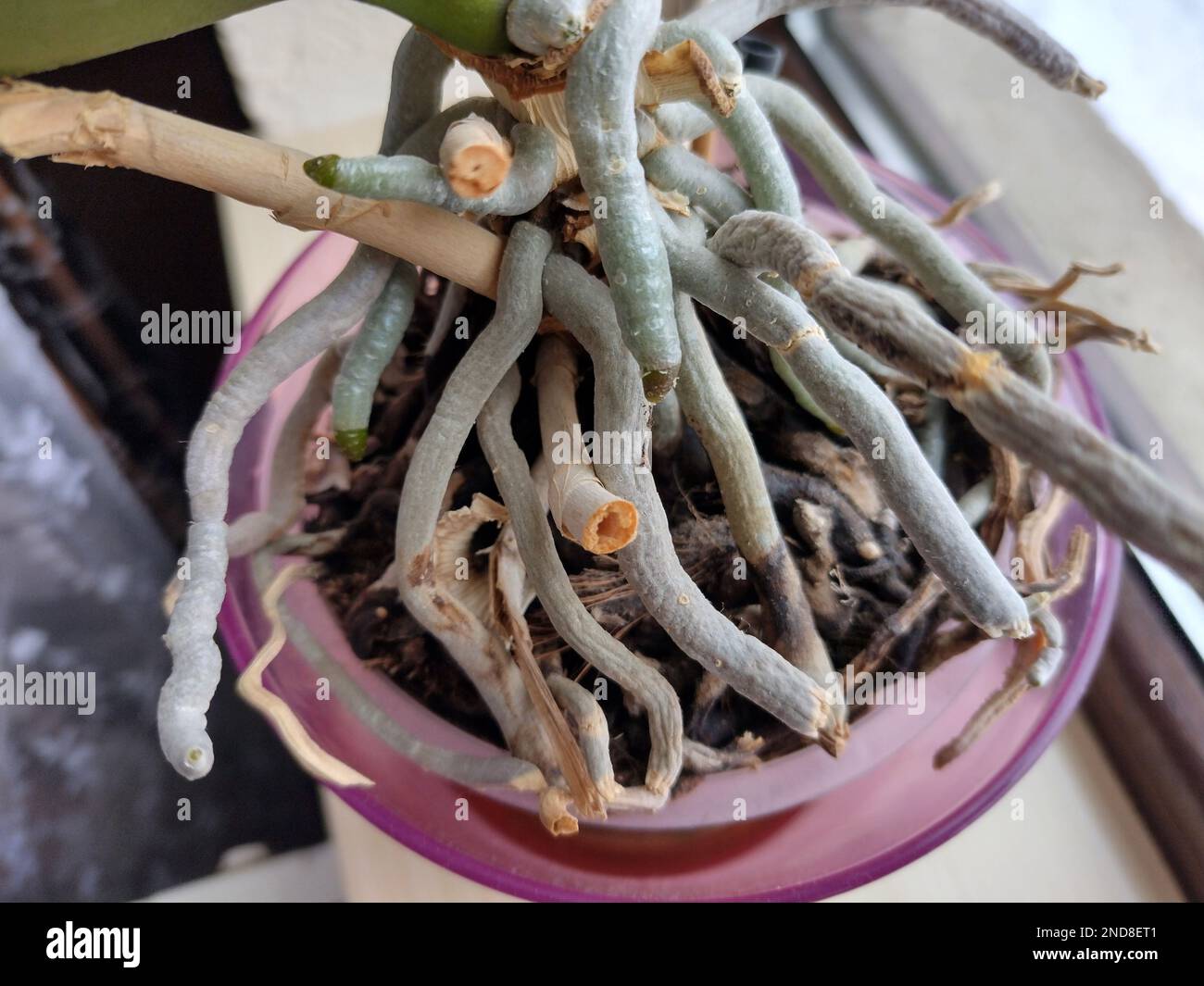 orchid roots in the pot - plants Stock Photo - Alamy