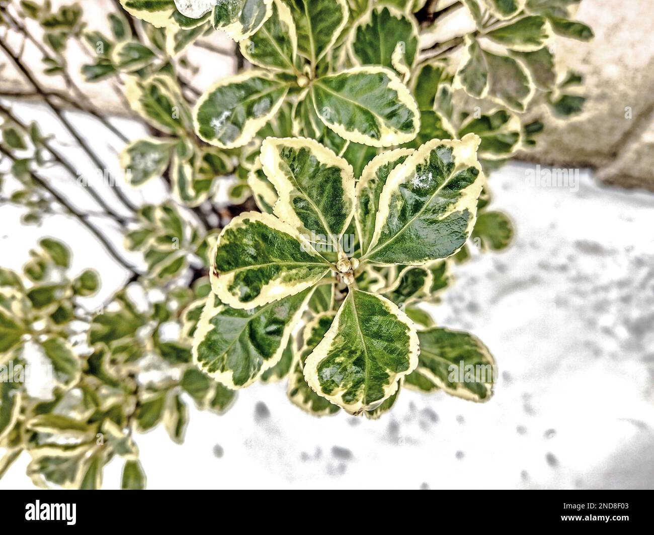 Japanese Spindle plant in the winter Stock Photo - Alamy