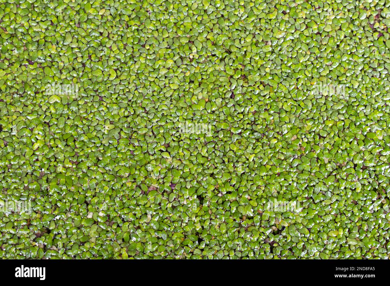Natural vibrant green background composed of a dense pattern of aquatic ...