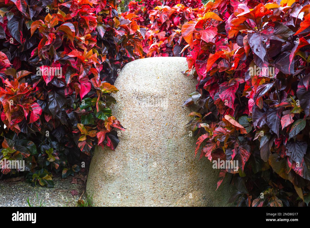 large red leaves of the shrub Acalypha wilkesiana near the rock ...