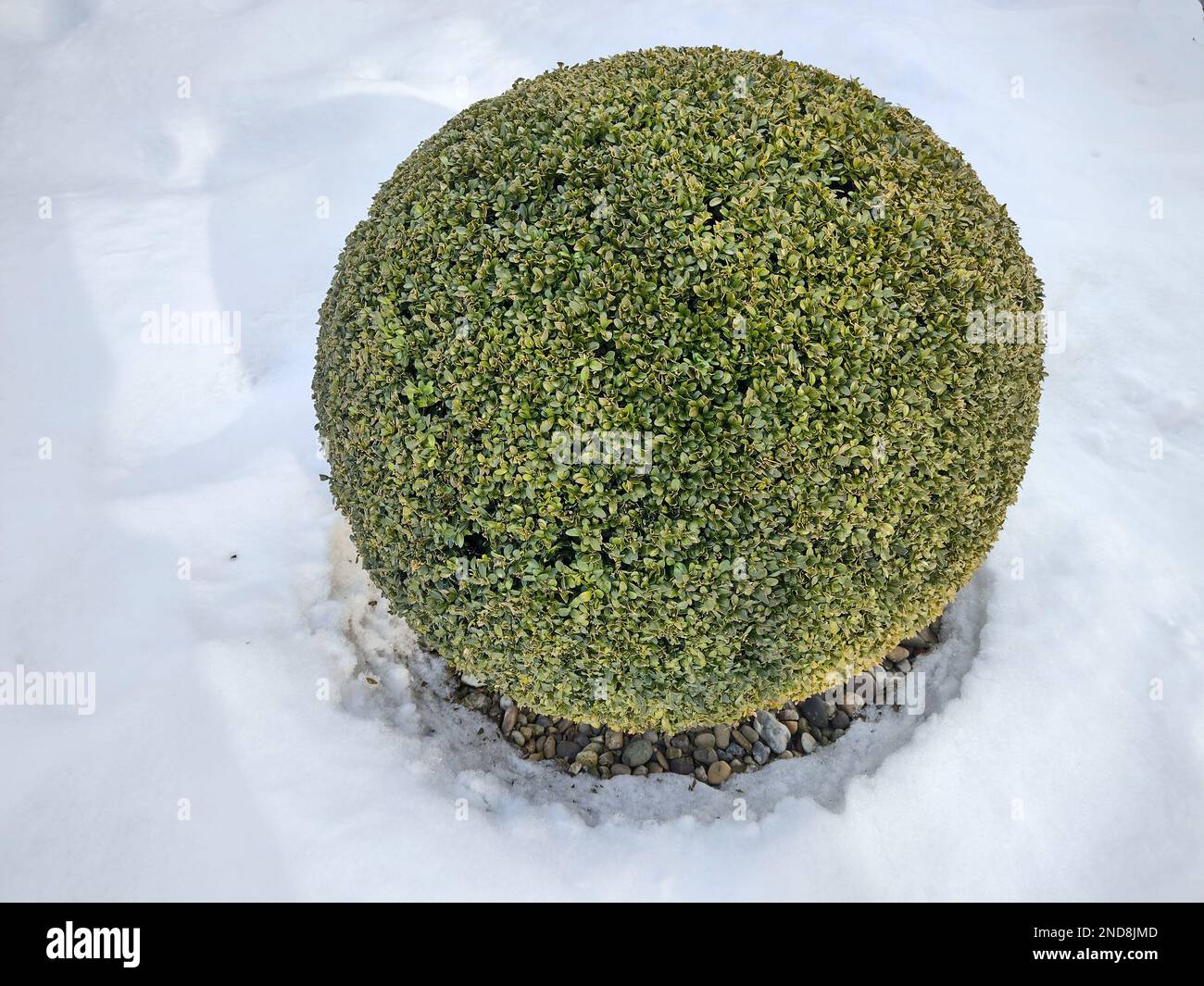 Buxus sempervirens and snow in winter Stock Photo - Alamy