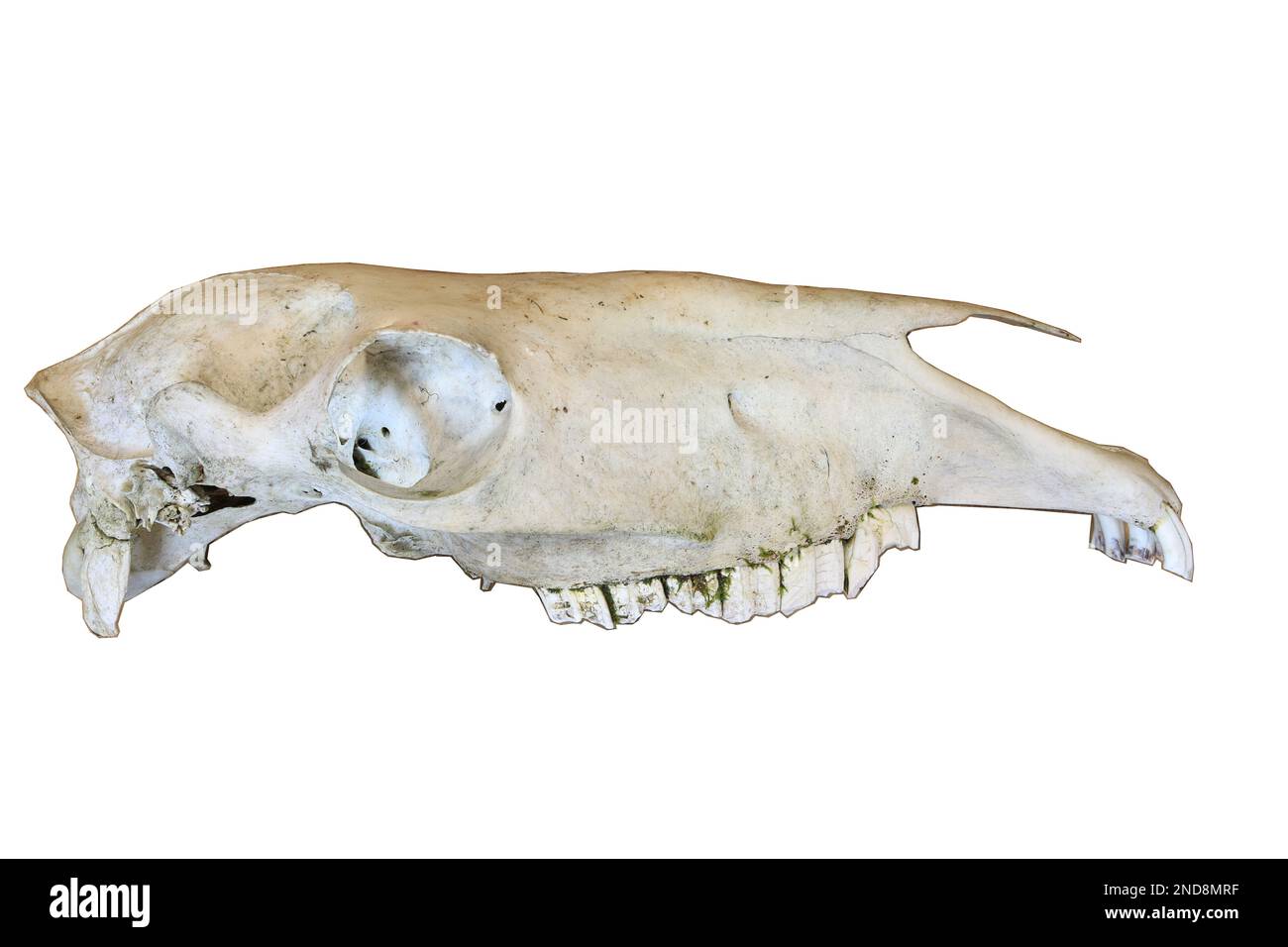 Pony skull isolated on a white background Stock Photo - Alamy