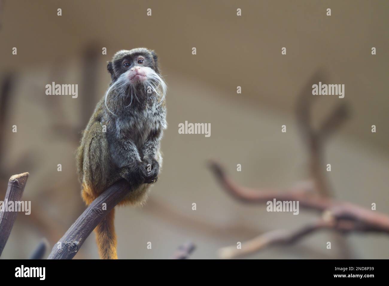 Emperor Tamarin (Saguinus imperator) monkey on branch with outstanding ...