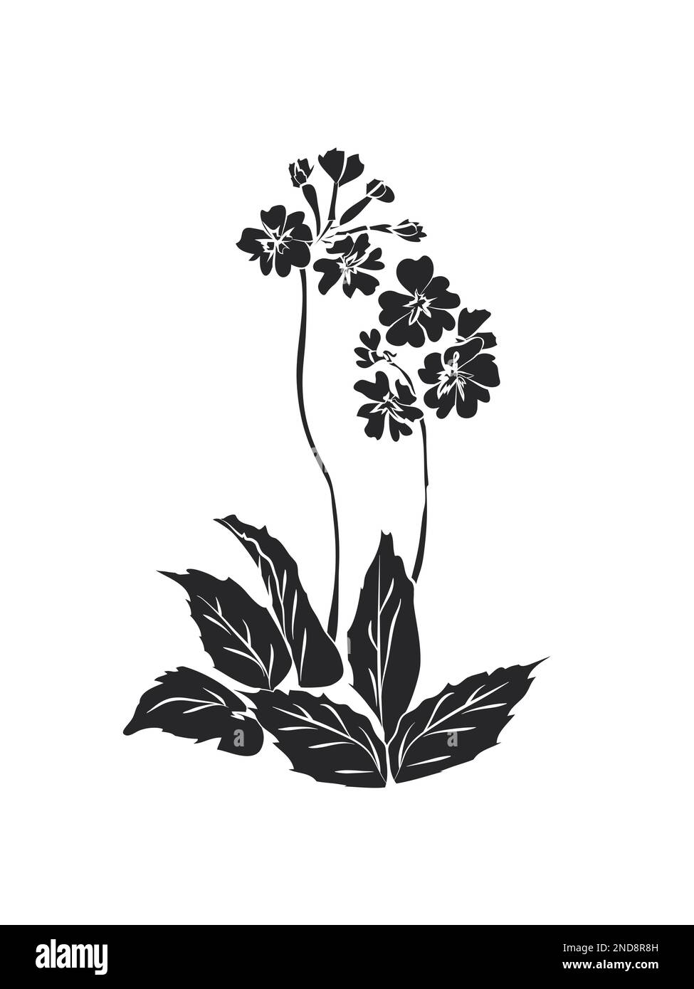 Primrose illustration on white background. Black silhouette of primula ...