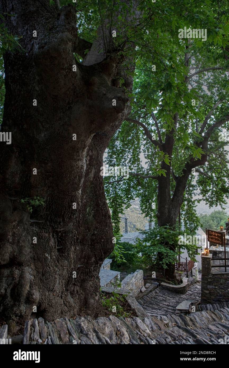 Street view of Makrinitsa village, a spectacularly traditional greek ...