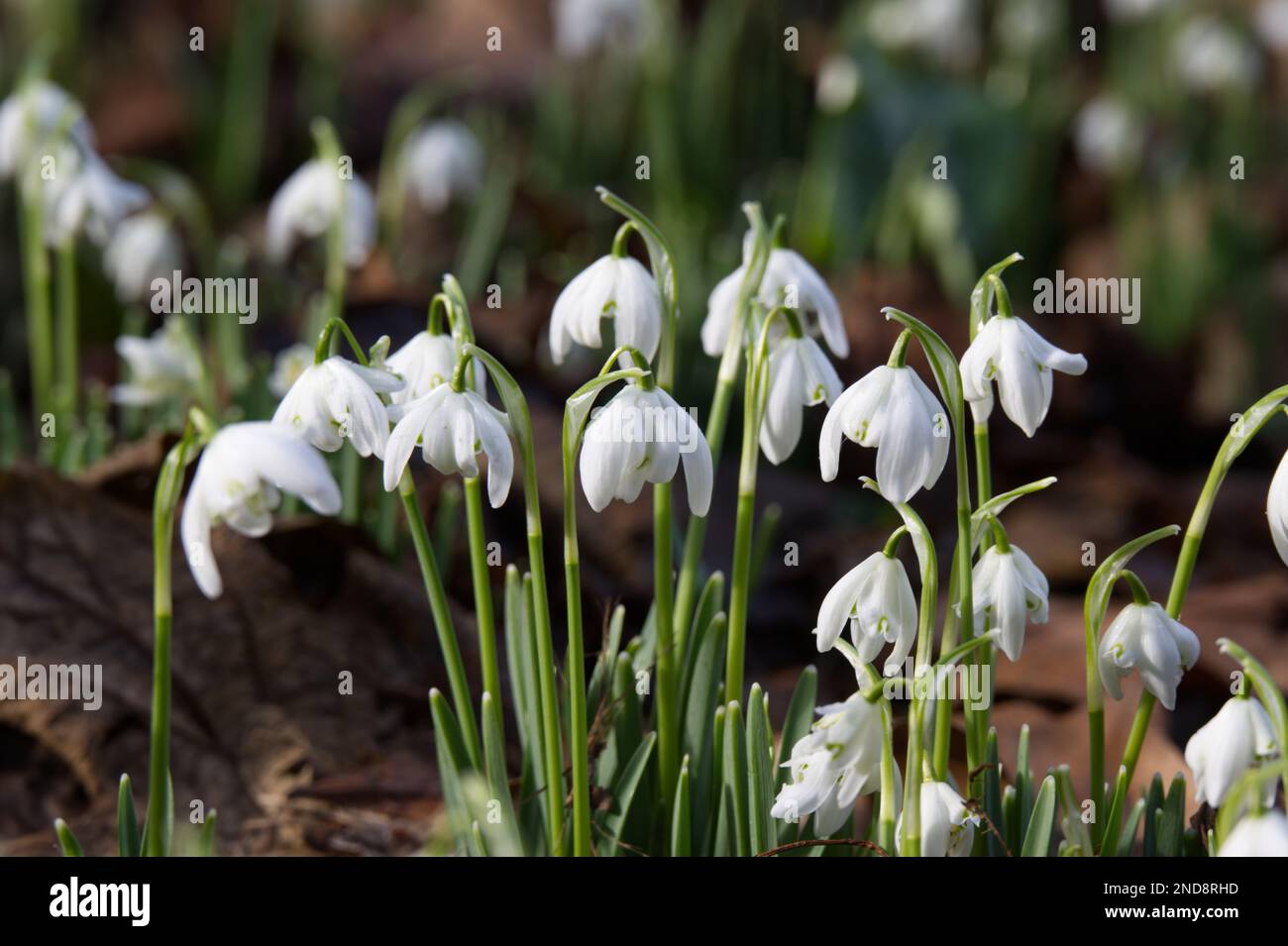 Double snowdrops hi-res stock photography and images - Alamy