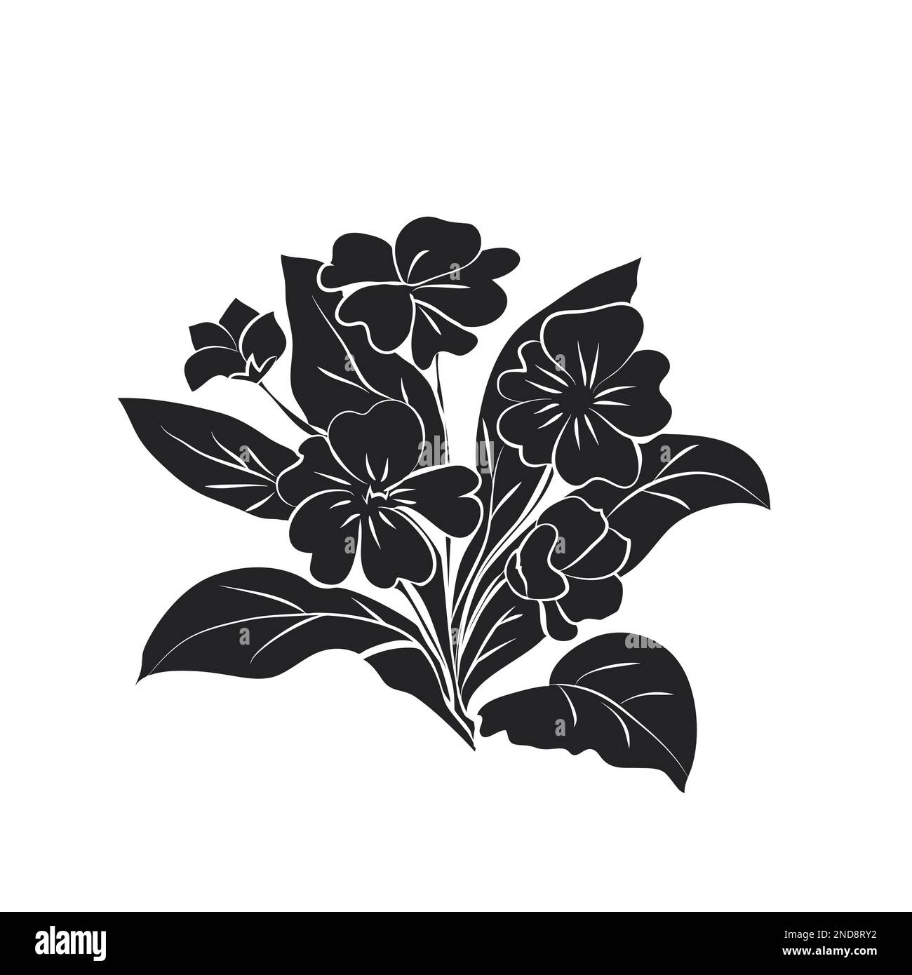 Primrose illustration on white background. Black silhouette of primula ...