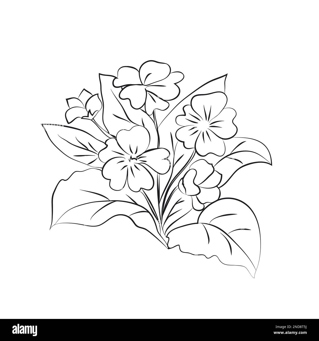 Primrose illustration on white background. Vector illustration Stock ...