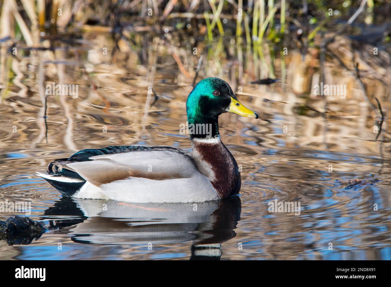 Mallard (Anas platyrhynchos) male duck / drake swimming in marshland ...