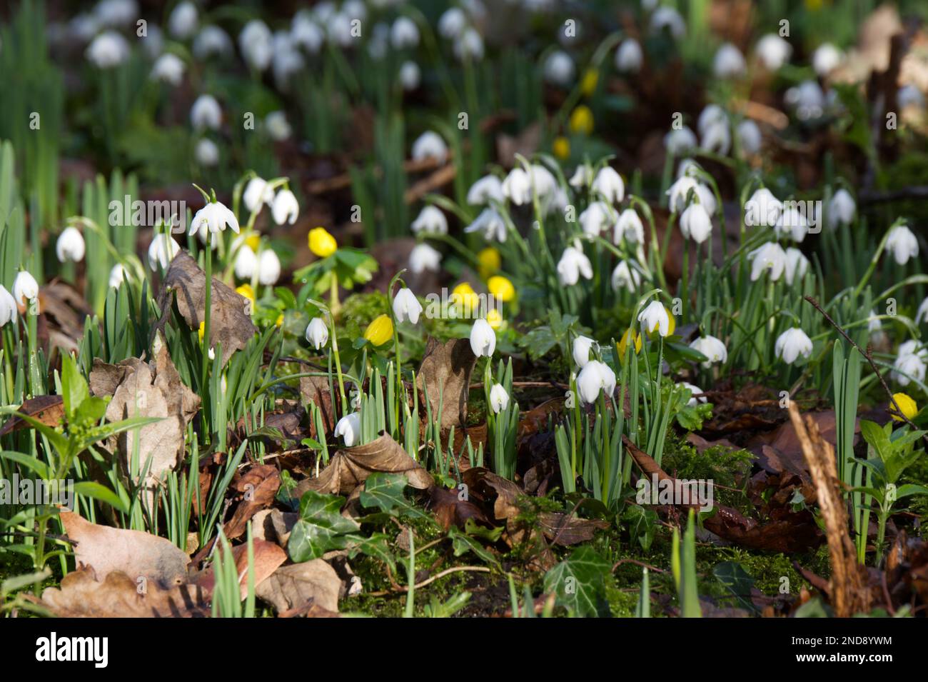 yellow flowers of winter aconites, erenthis hyemalis and white ...