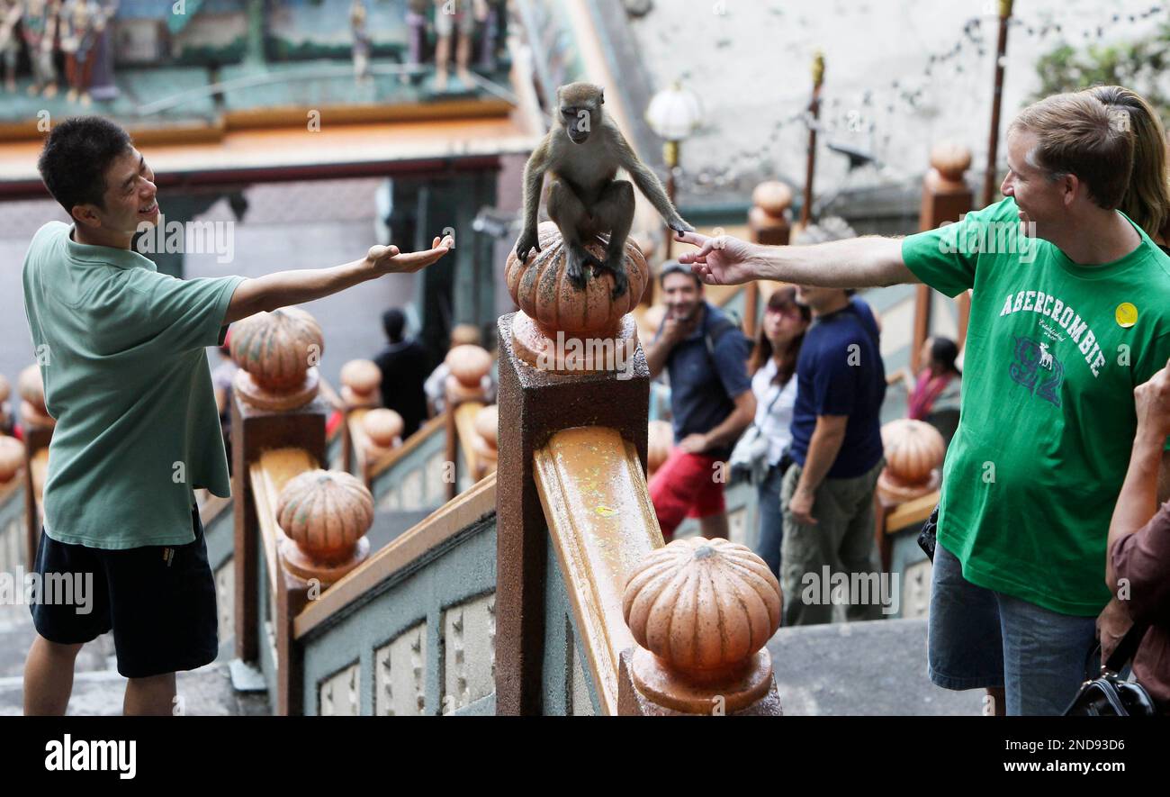 Tourists hold out their hands to a long tailed-macaque monkey at the ...