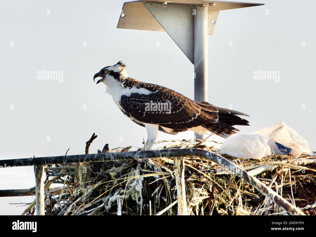 Hook nosed bird hi-res stock photography and images - Alamy