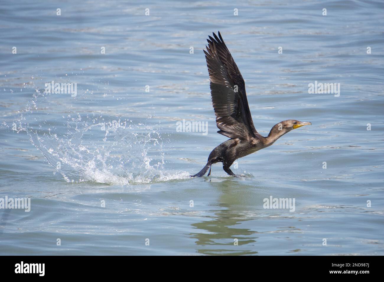 A beautiful black duck landing on the water with its wings spread wide ...