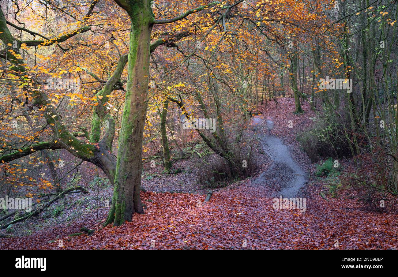 Autumn Woodland Path Through Trees in Daisy nook Park near Oldham ...
