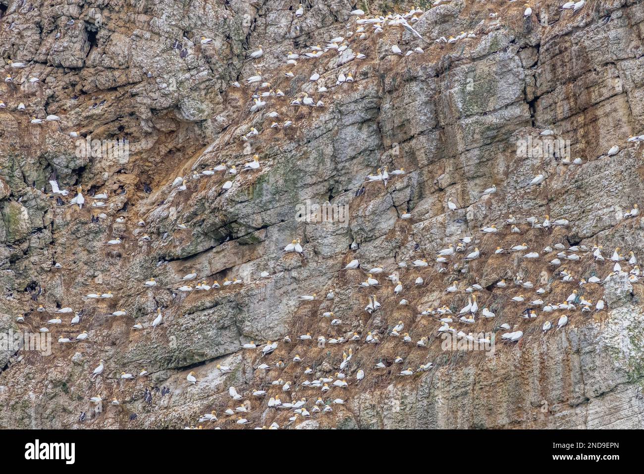 Seabird colony near bempton cliffs on the Yorkshire coast Stock Photo ...