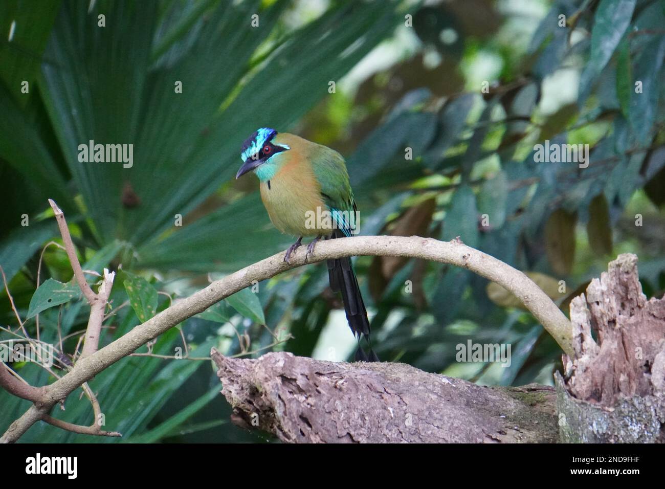 Blue-crowned Motmot in Costa Rican rainforest Stock Photo - Alamy