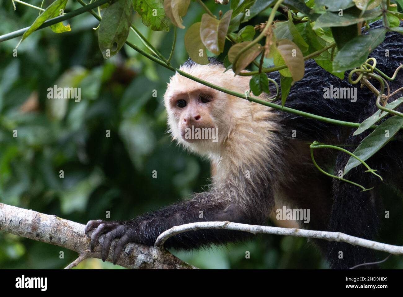 white -throated or white-faced Capuchin monkey in a Costa Rican ...