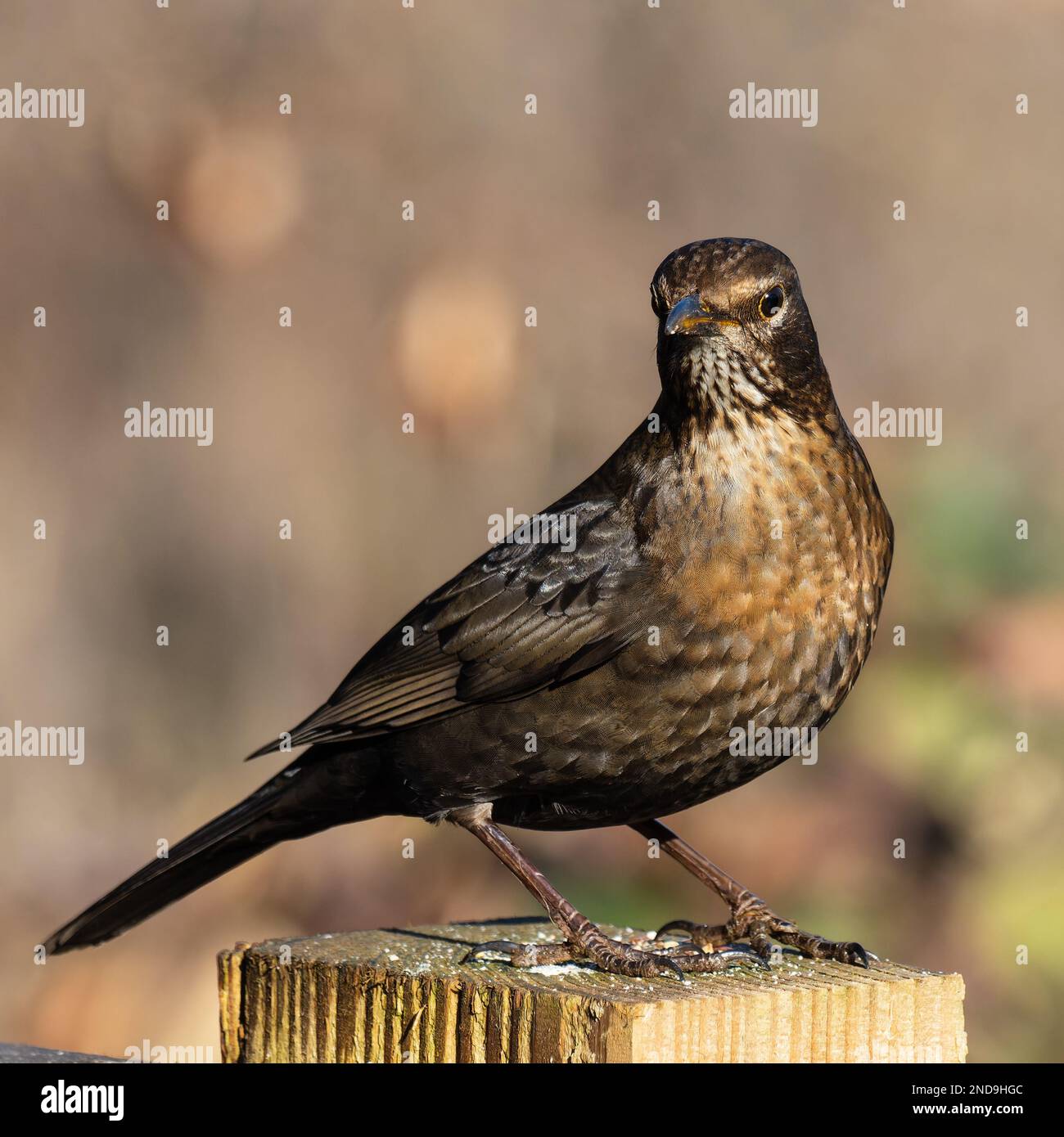 A female common blackbird, Turdus merula, also known as the Eurasian ...