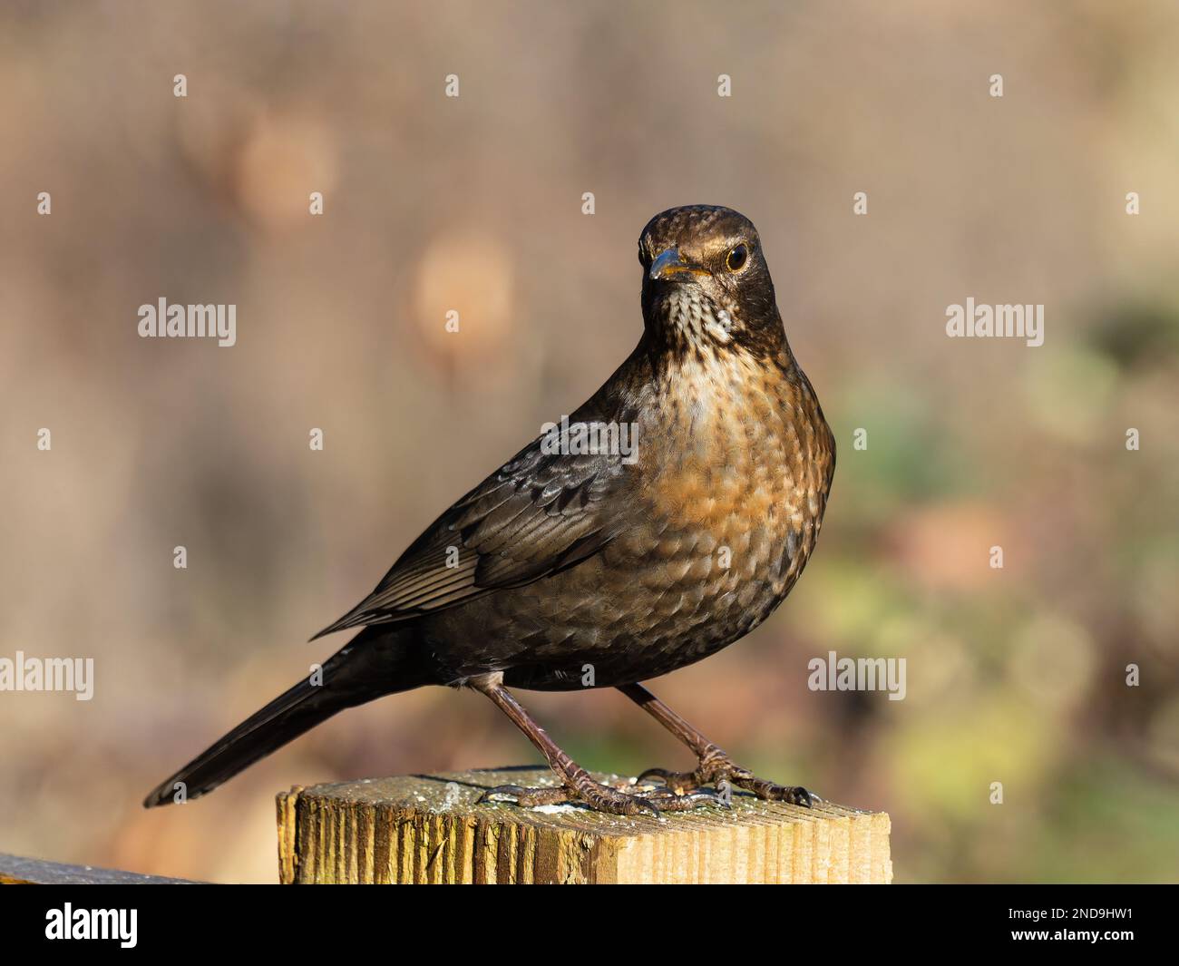 A female common blackbird, Turdus merula, also known as the Eurasian ...