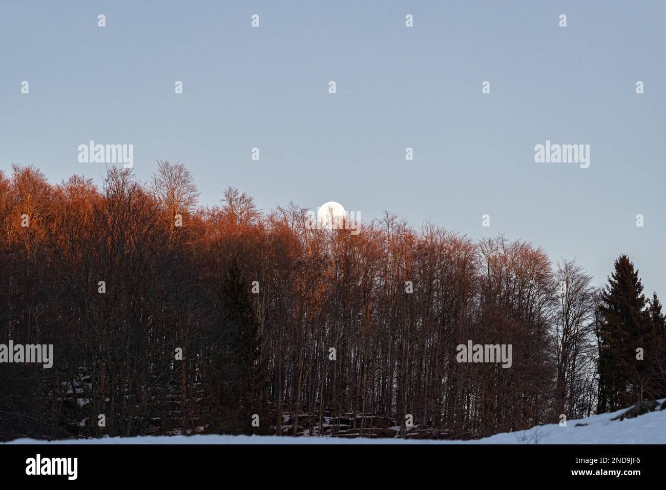 Winter Wonderland: The Enchanting Sight of the Moon Among Trees and ...