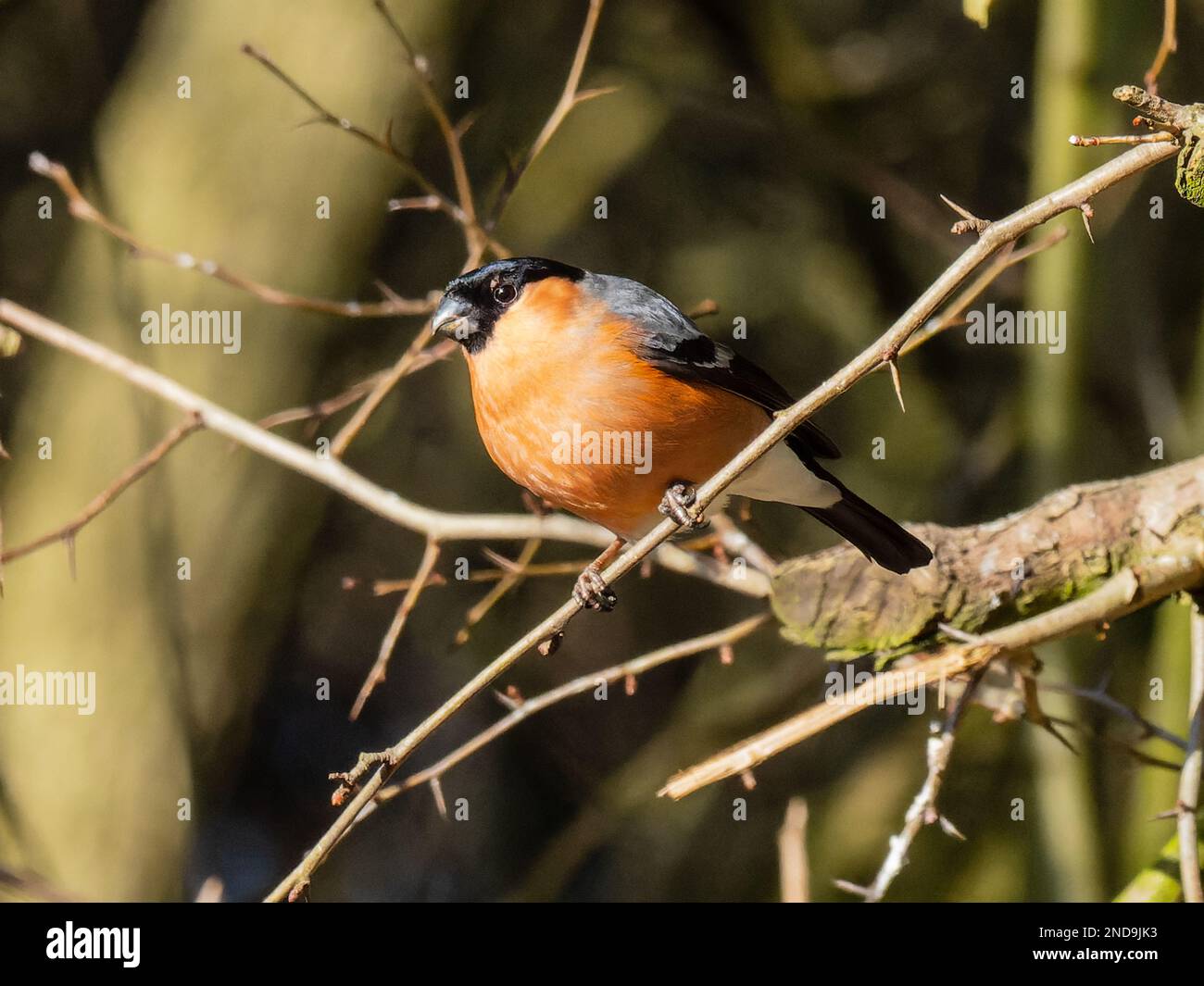 A male Eurasian bullfinch, common bullfinch or just bullfinch, Pyrrhula ...