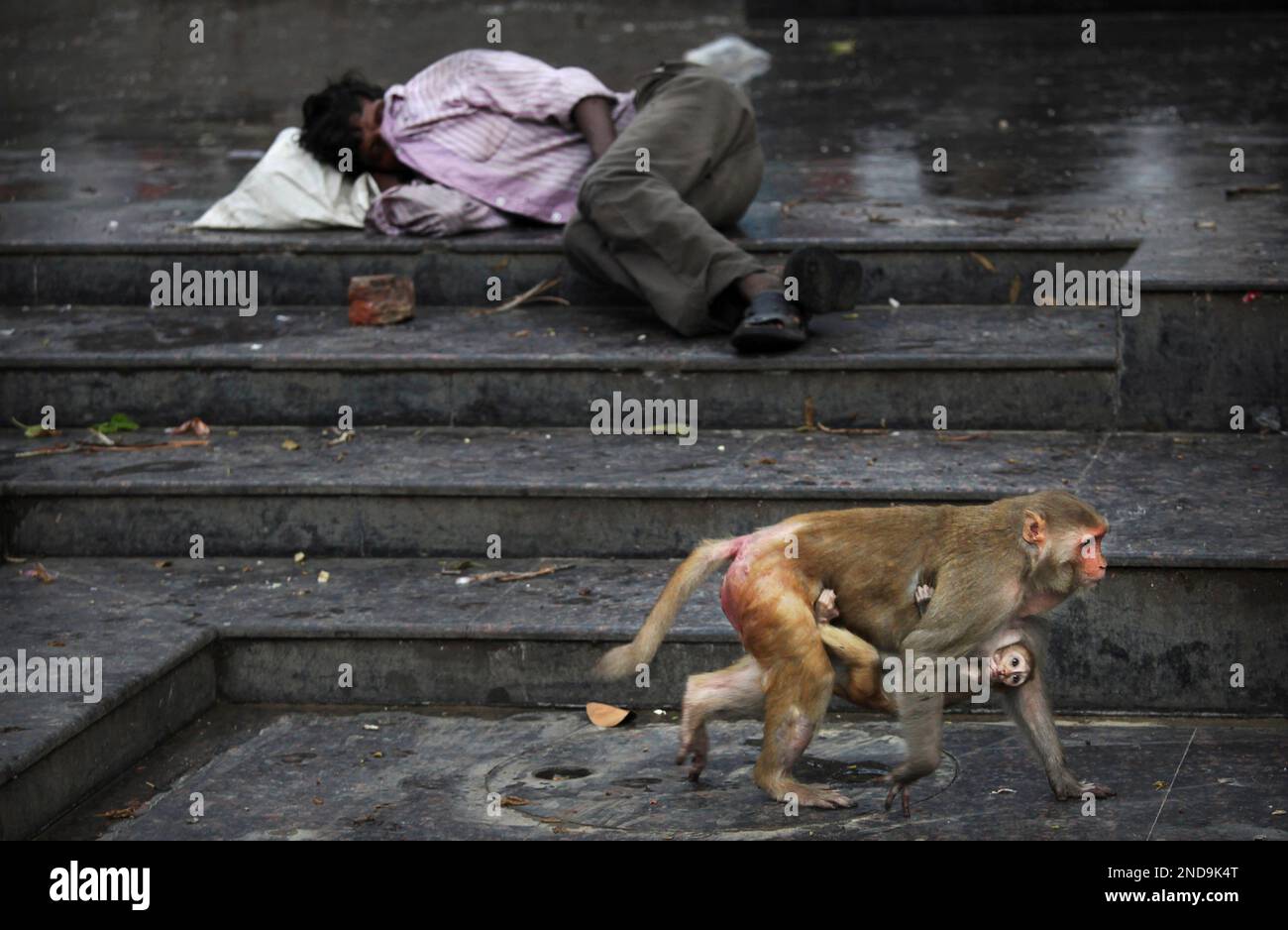 A female Rhesus macaque carries her baby as a homeless man sleeps on ...