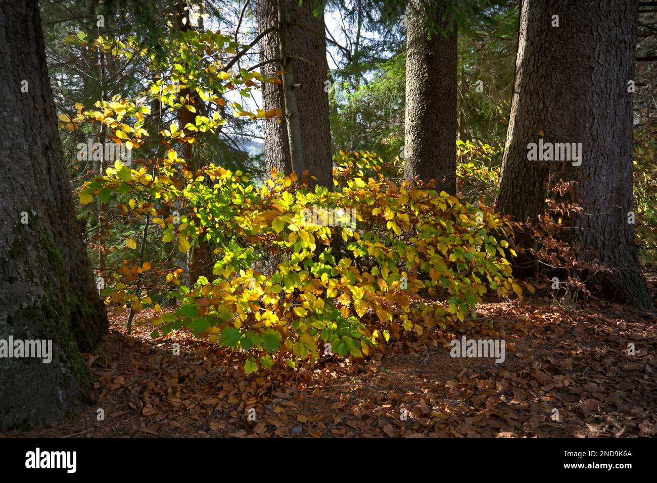 Autumn forrest in bright sunlight and leaves in brilliant colors Stock ...
