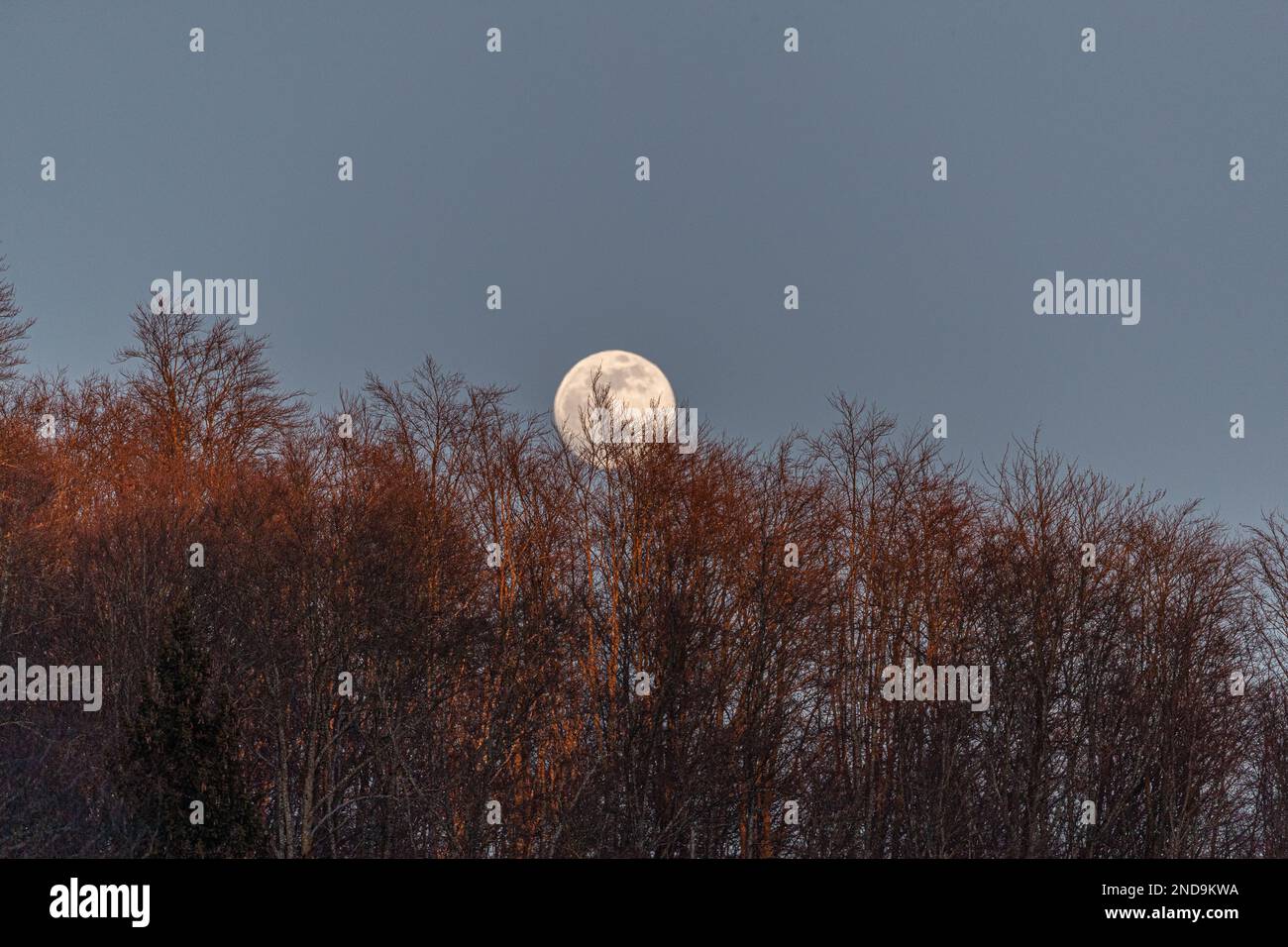 Winter Wonderland: The Enchanting Sight of the Moon Among Trees and ...