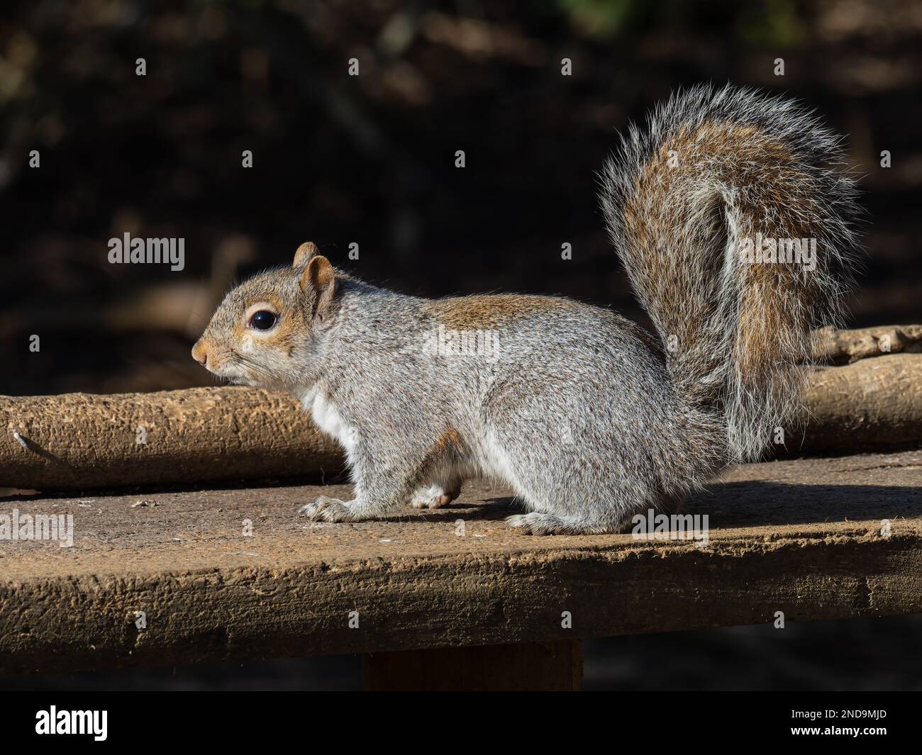 An eastern gray squirrel, Sciurus carolinensis, also known in the UK as ...