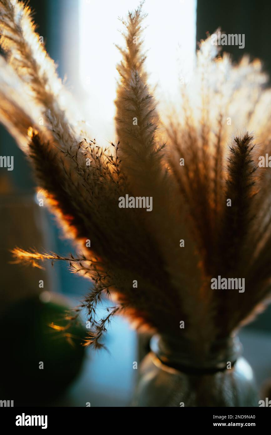 A selective of pampas grass in golden hour Stock Photo - Alamy