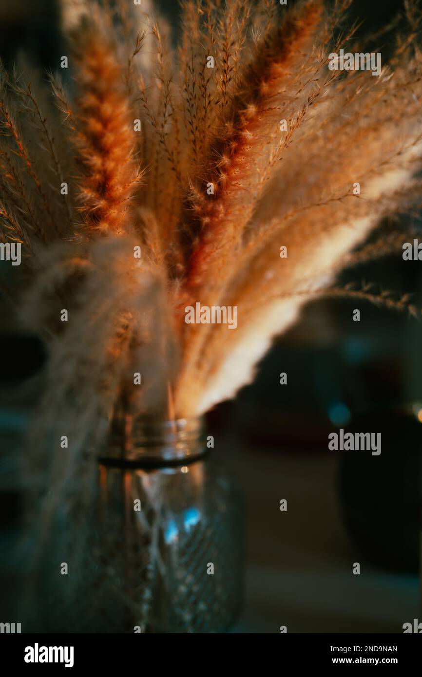 A selective of pampas grass in golden hour Stock Photo - Alamy