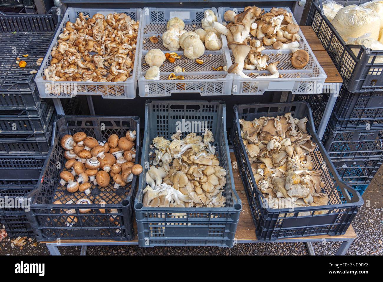 Edible Mushrooms Selection in Crates at Farmers Market Stock Photo - Alamy