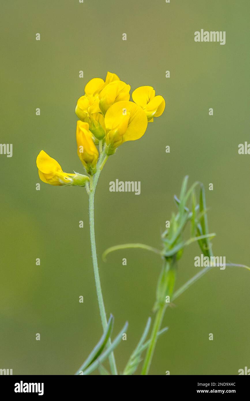 Bird's-foot Trefoil (Lotus corniculatus) in flower Stock Photo - Alamy
