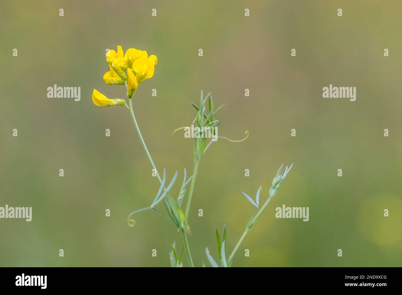 Bird's-foot Trefoil (Lotus corniculatus) in flower Stock Photo - Alamy