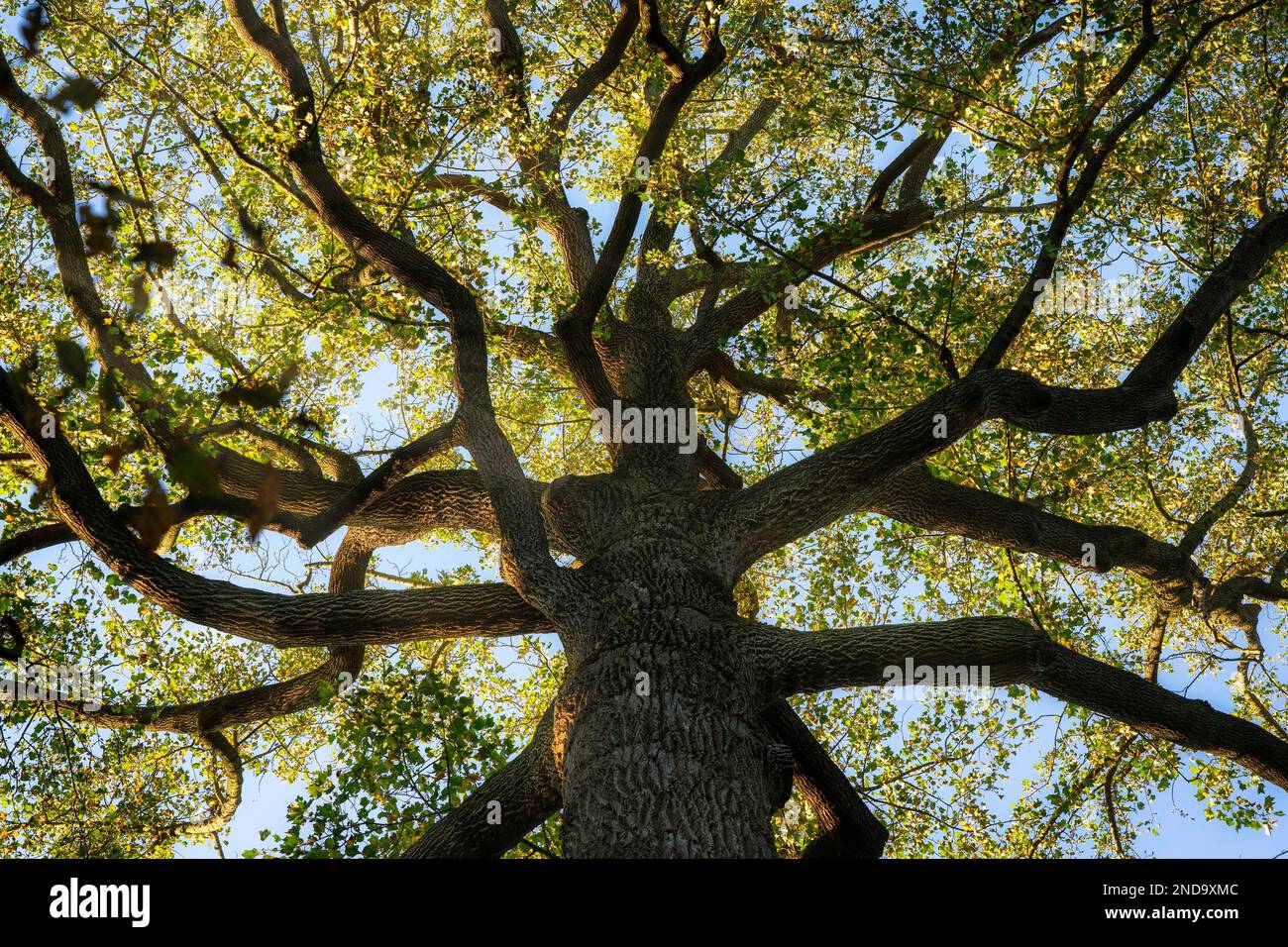 A low angle shot of a tall tree with long branches with green leaves ...