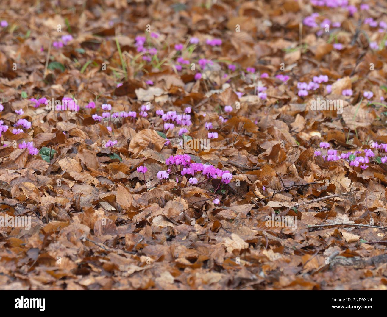 Cyclamen repandum, known as spring sowbread, growing in a woodland ...