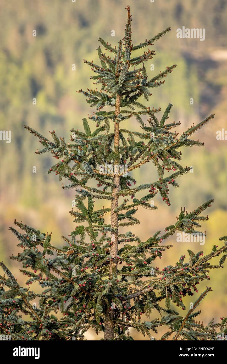 Christmas tree before it gets cut down Stock Photo - Alamy
