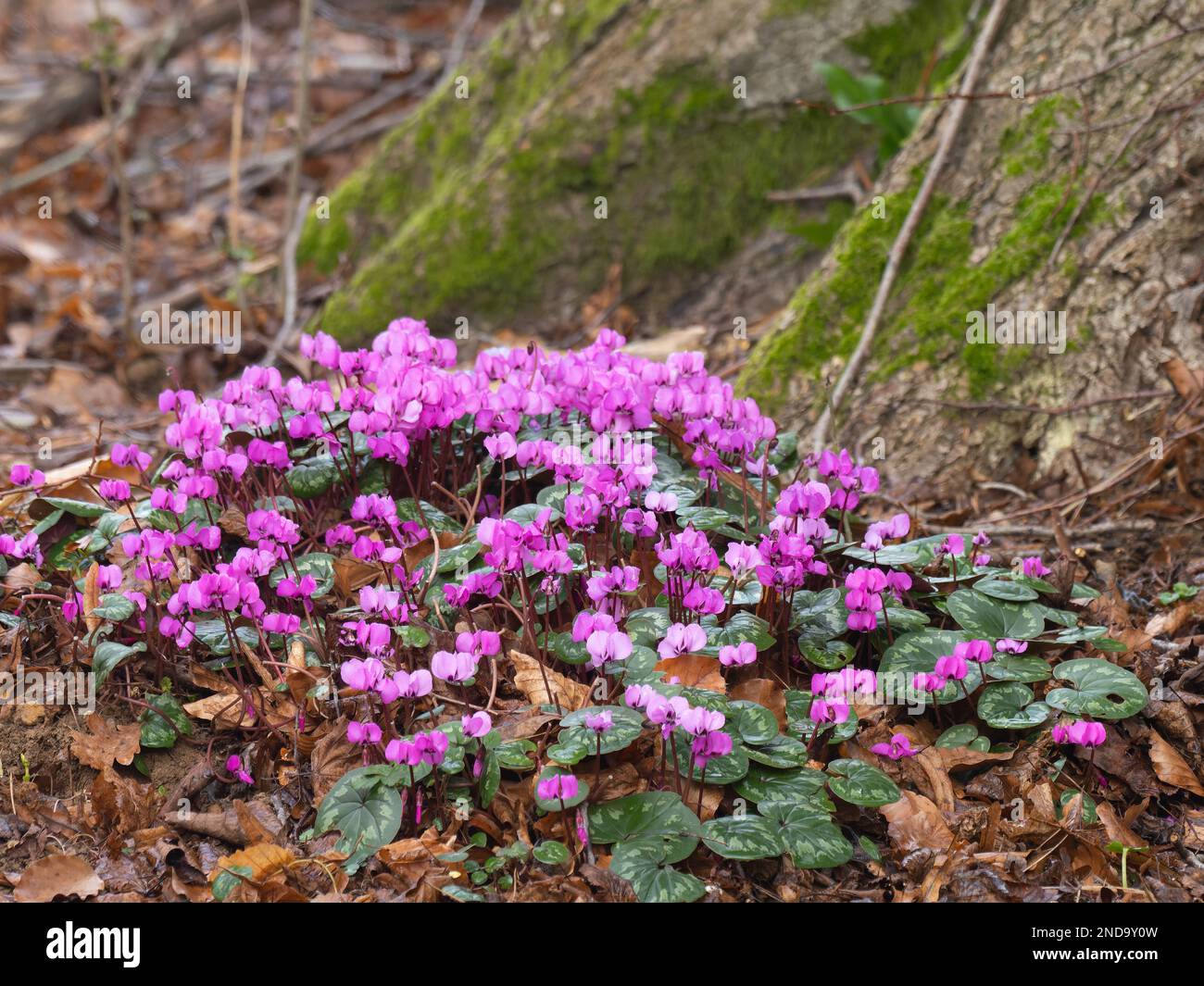 Cyclamen repandum pink flowers hi-res stock photography and images - Alamy