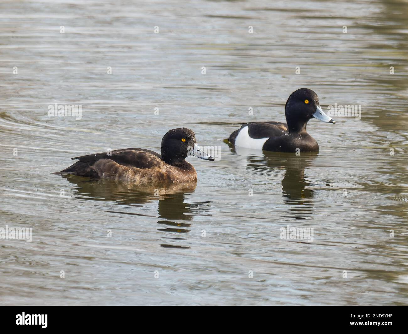 A pair of tufted ducks also known as tufted pochard, Aythya fuligula ...