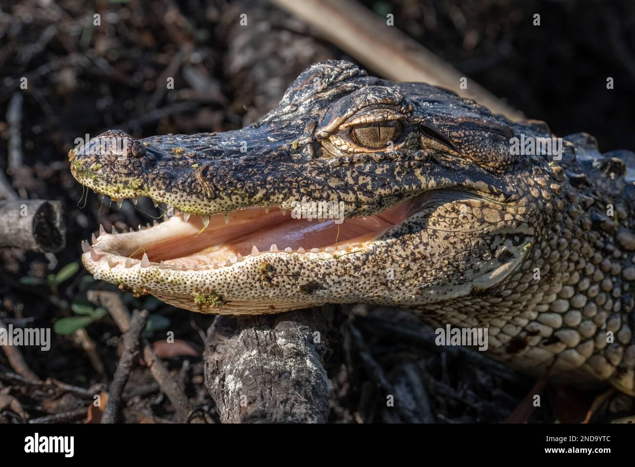A baby gator flashes its teeth at Boyd Hill Nature Preserve in St ...