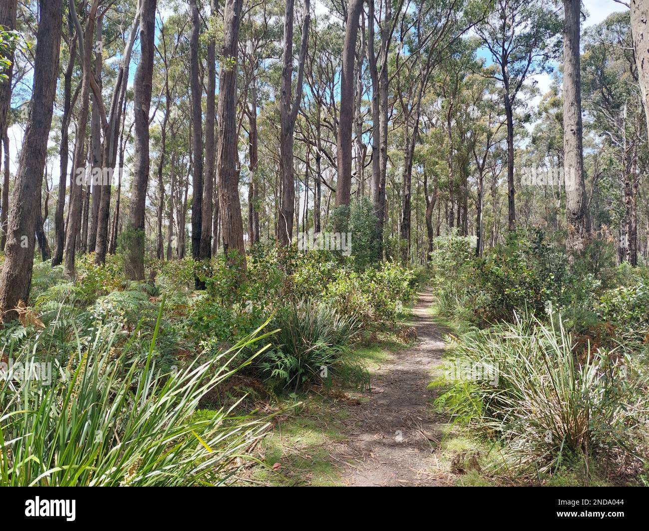 A dirt way with green plants and tall trees in Henry Somerset Reserve ...