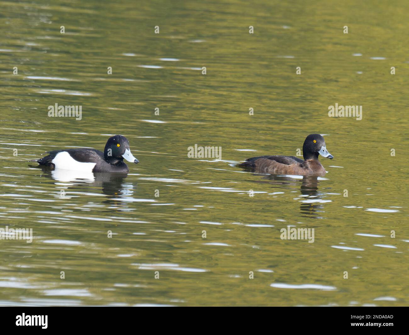 A pair of tufted ducks also known as tufted pochard, Aythya fuligula ...